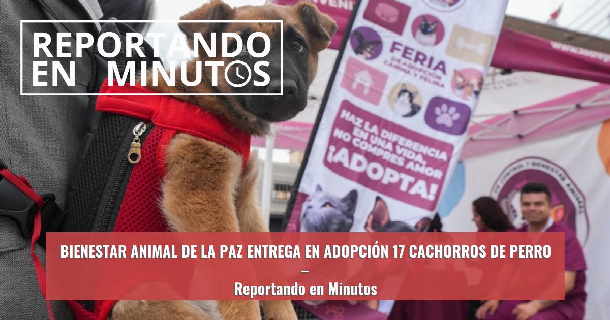 BIENESTAR ANIMAL DE LA PAZ ENTREGA EN ADOPCIÓN 17 CACHORROS DE PERRO ...